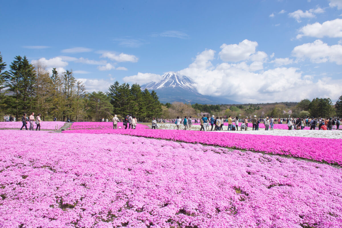 Wattention : Fun Around Mt. Fuji (4): Hot Pink Flower Festivals To Ice ...